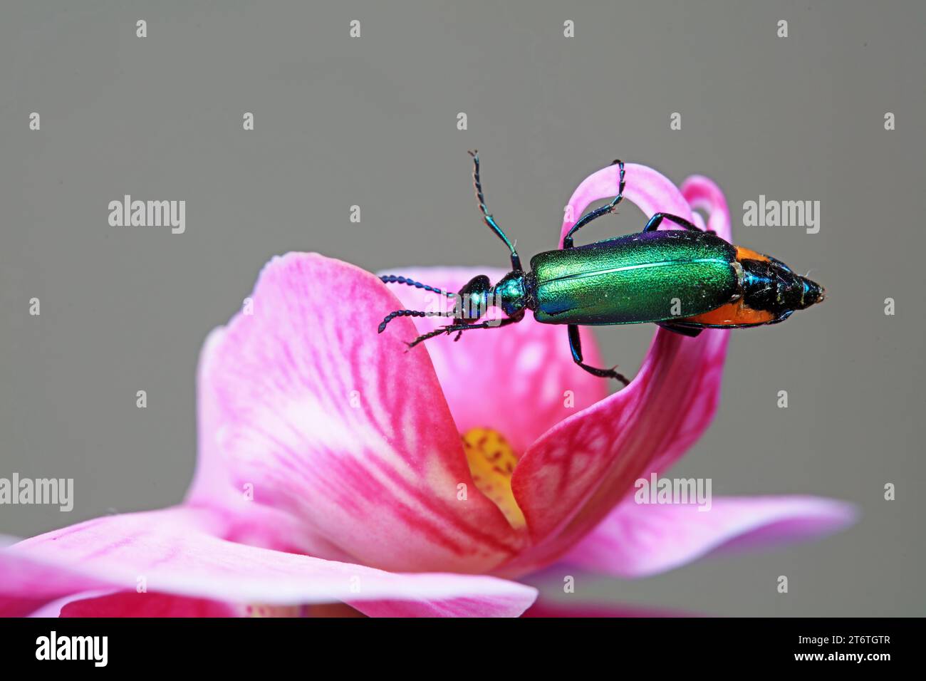 Genkwa hi-res stock photography and images - Alamy