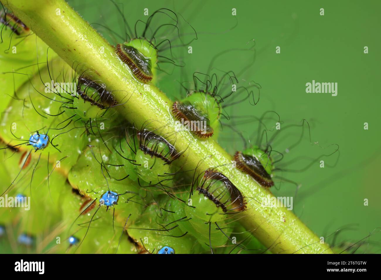 A close-up of the foot of the larva of the green tailed silkworm moth ...