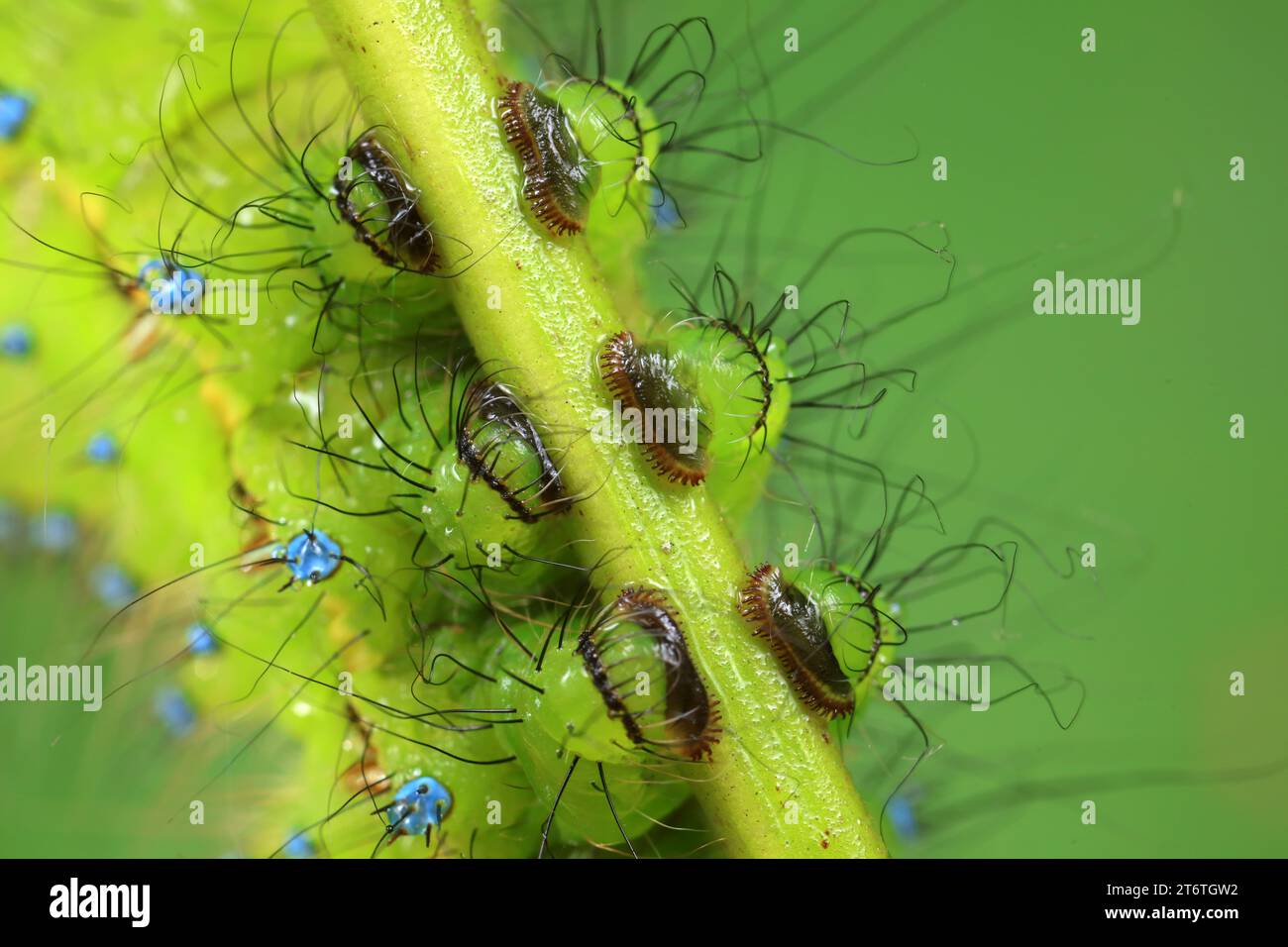 Kunming insects hi-res stock photography and images - Alamy