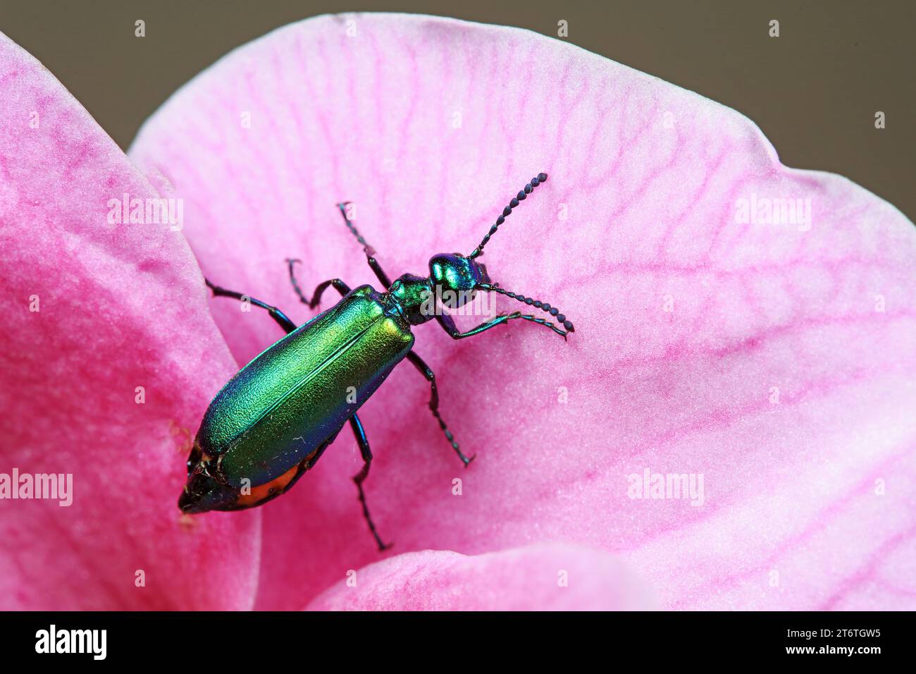 Genkwa hi-res stock photography and images - Alamy