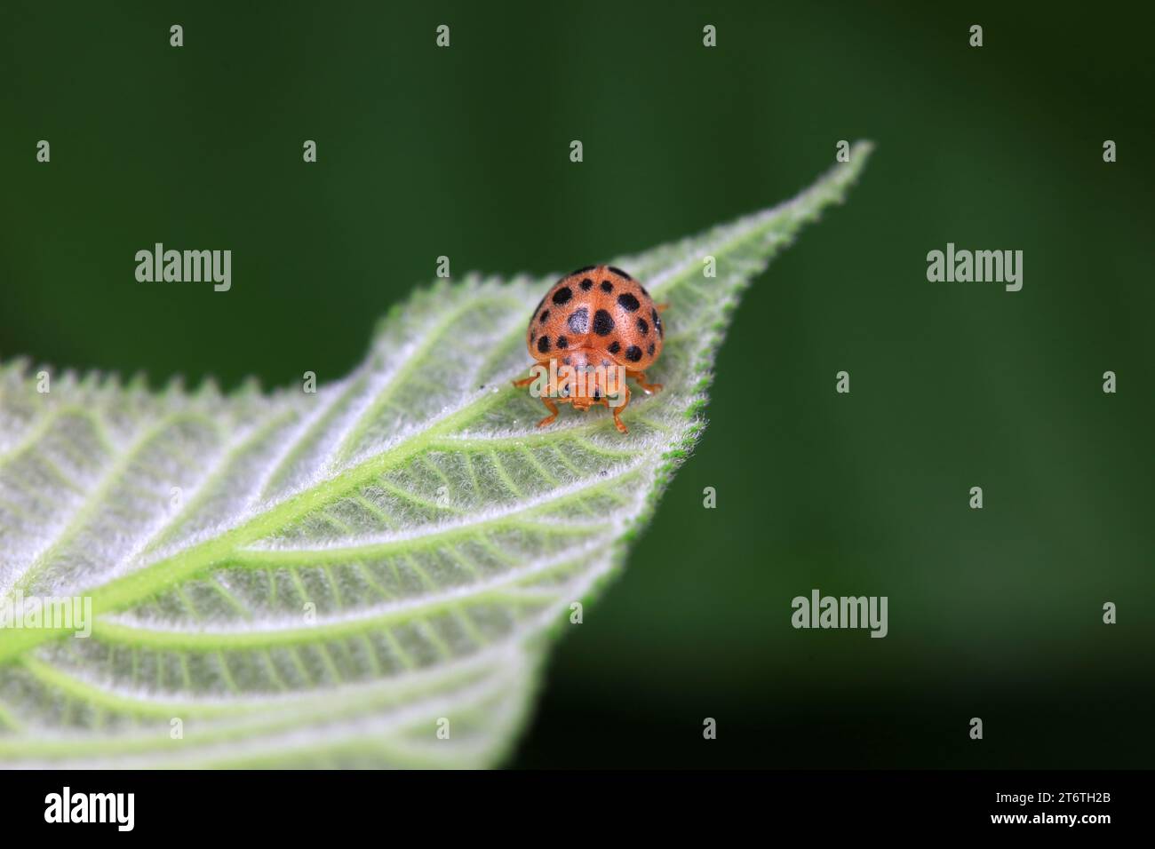 Potato ladybug hi-res stock photography and images - Alamy