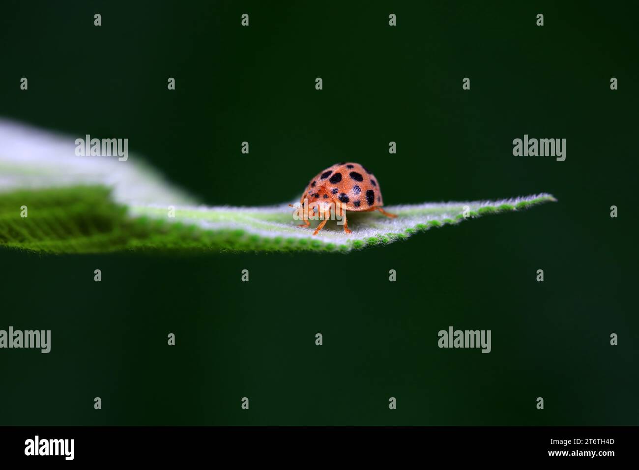 Potato ladybug hi-res stock photography and images - Alamy