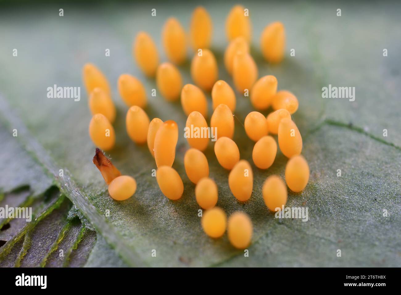 Ladybug eggs are distributed on green leaves Stock Photo - Alamy