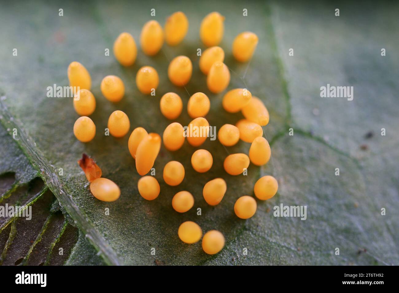 Ladybug eggs hi-res stock photography and images - Alamy