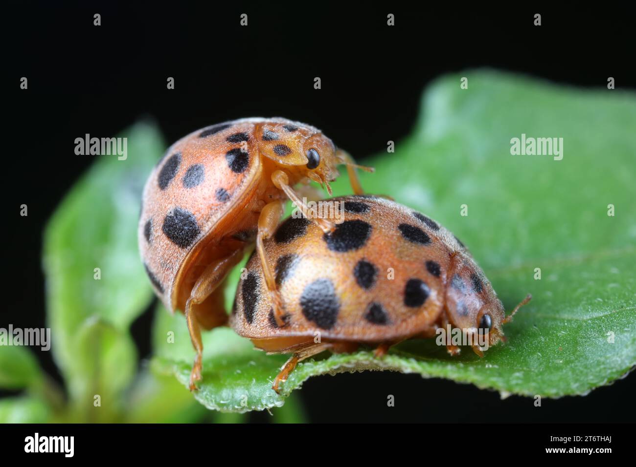 ladybugs mating on green leaves, North China Stock Photo - Alamy