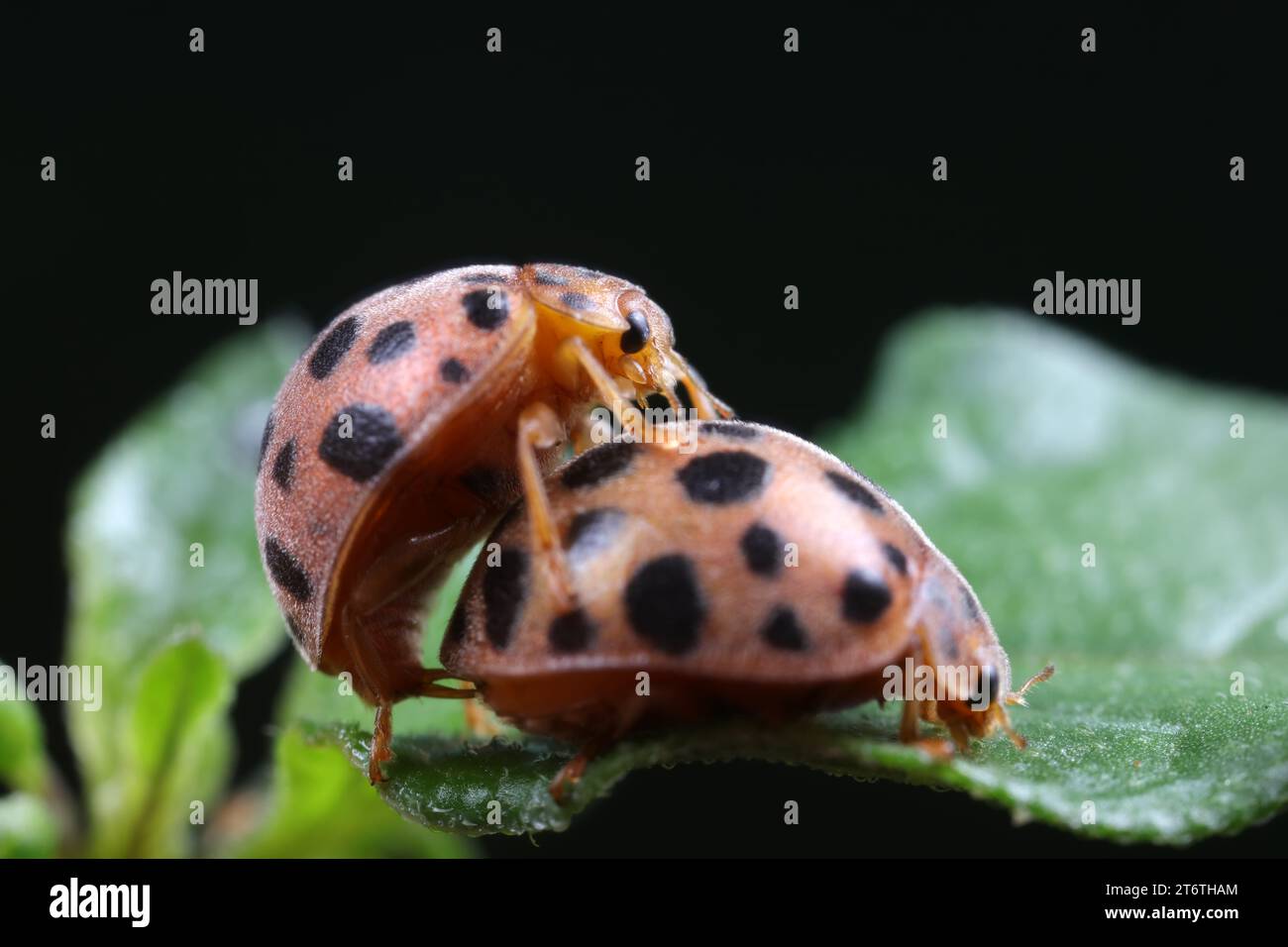 ladybugs mating on green leaves, North China Stock Photo - Alamy