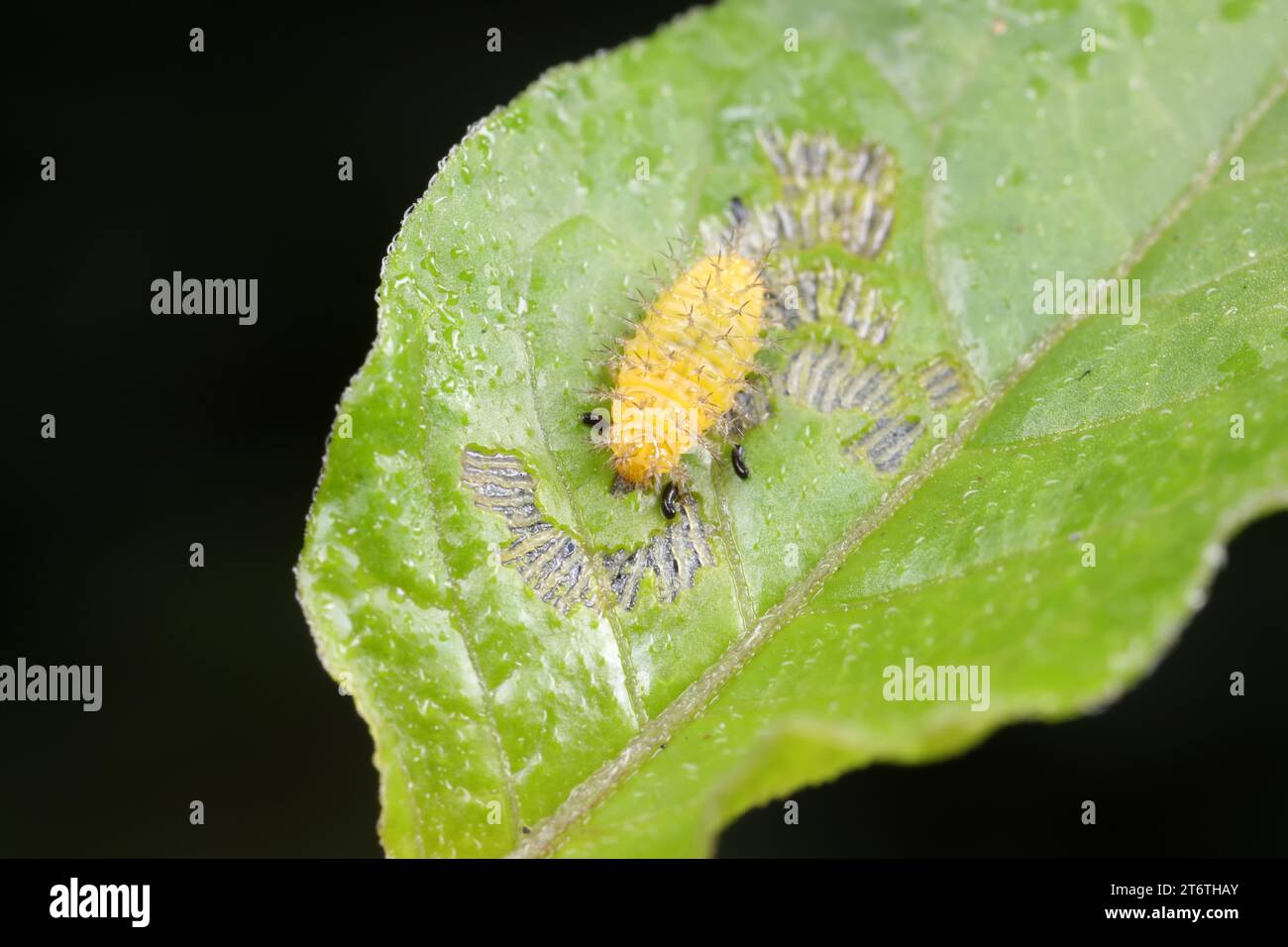 ladybugs larva on green leaves, North China Stock Photo - Alamy