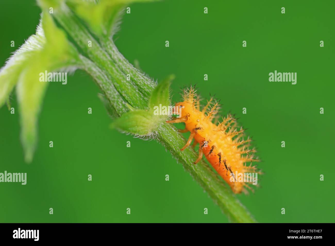Ladybug larvae live on weeds Stock Photo - Alamy