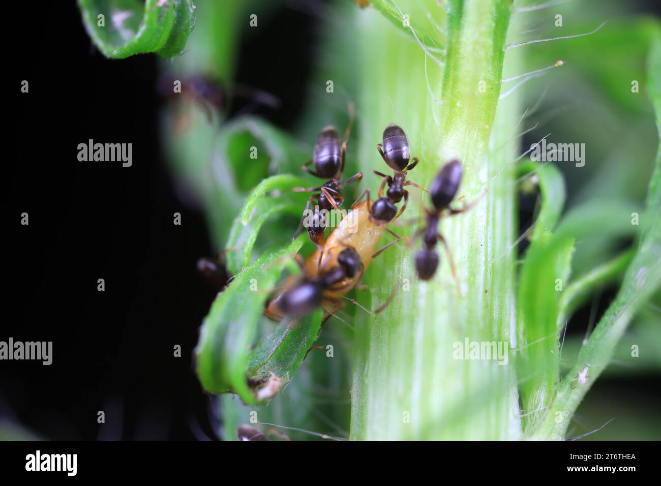 Ants carry food in hi-res stock photography and images - Alamy
