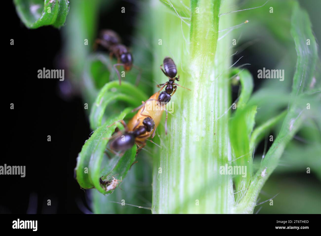 Ants carry food hi-res stock photography and images - Alamy