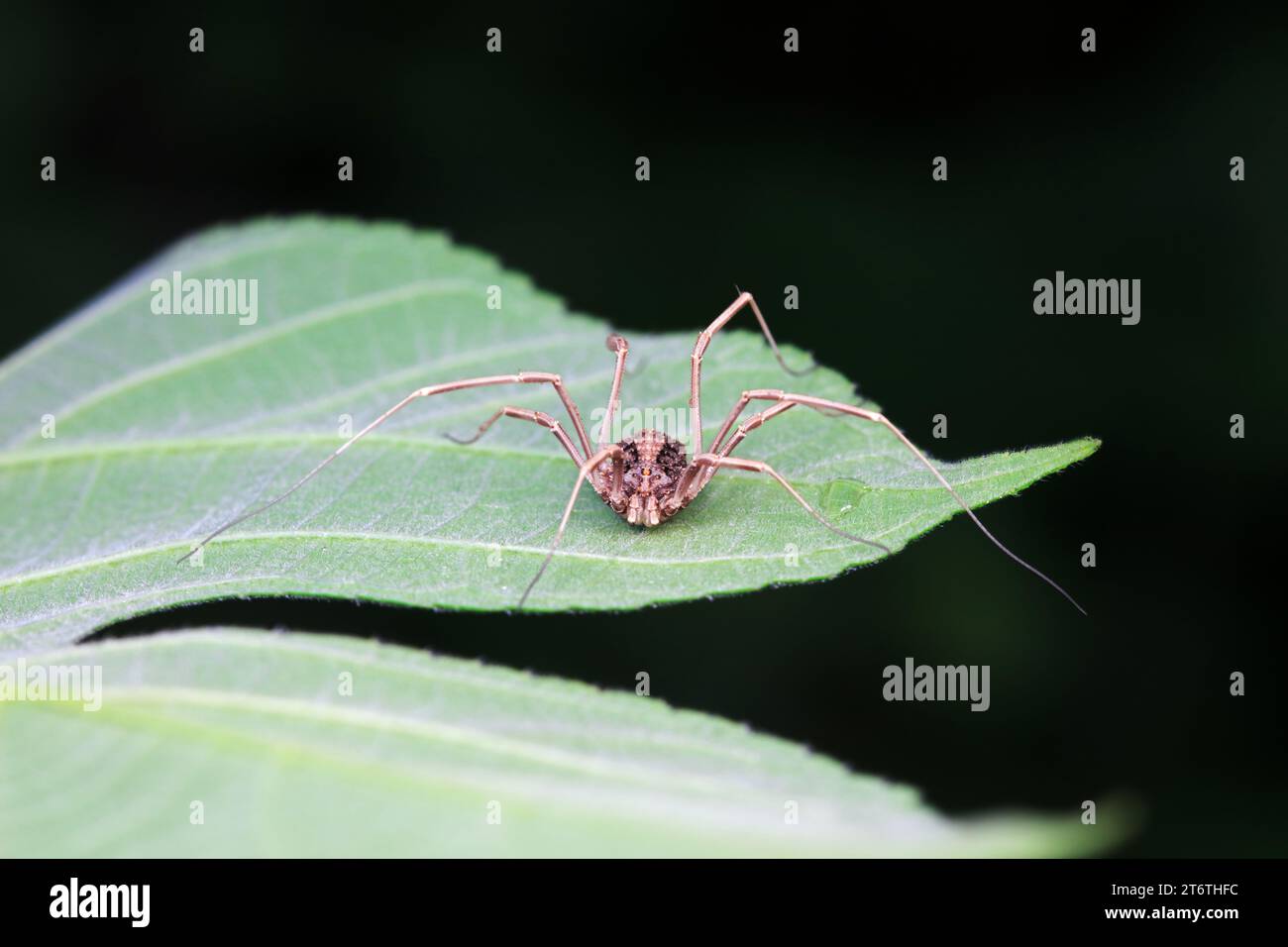 Blind spiders on wild plants, North China Stock Photo - Alamy