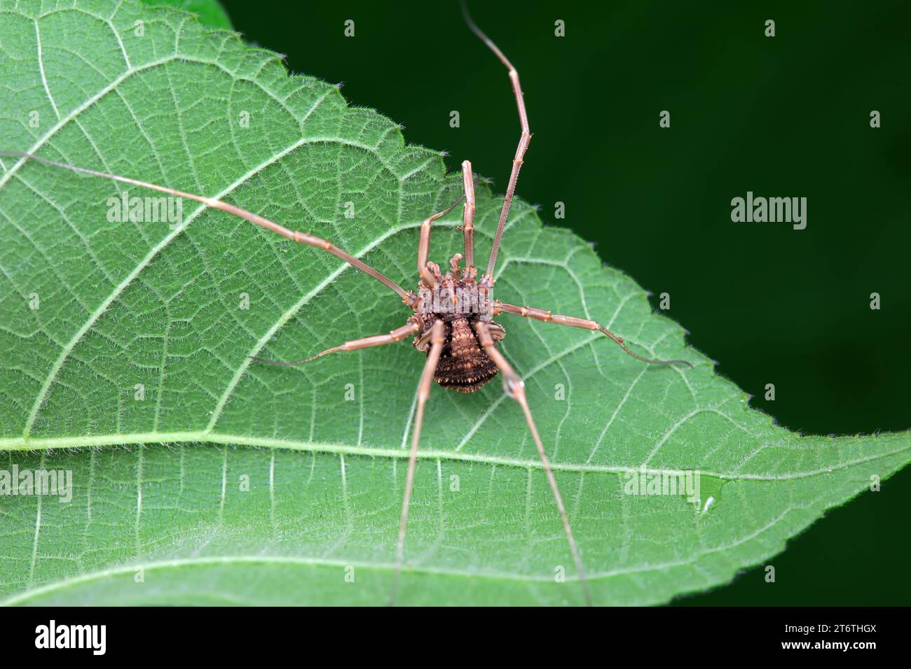 Blind spider hi-res stock photography and images - Alamy