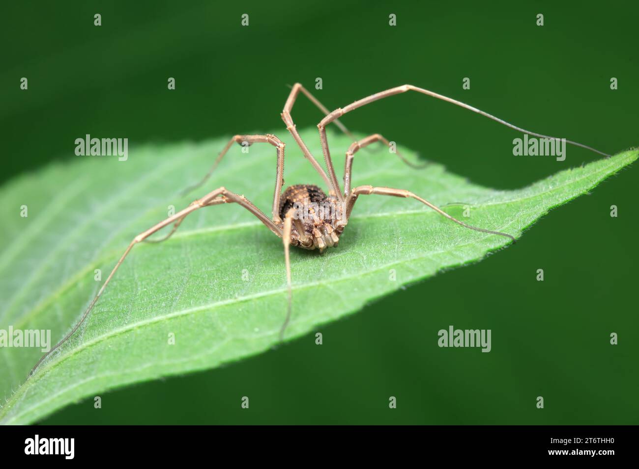 Blind spiders on wild plants, North China Stock Photo - Alamy