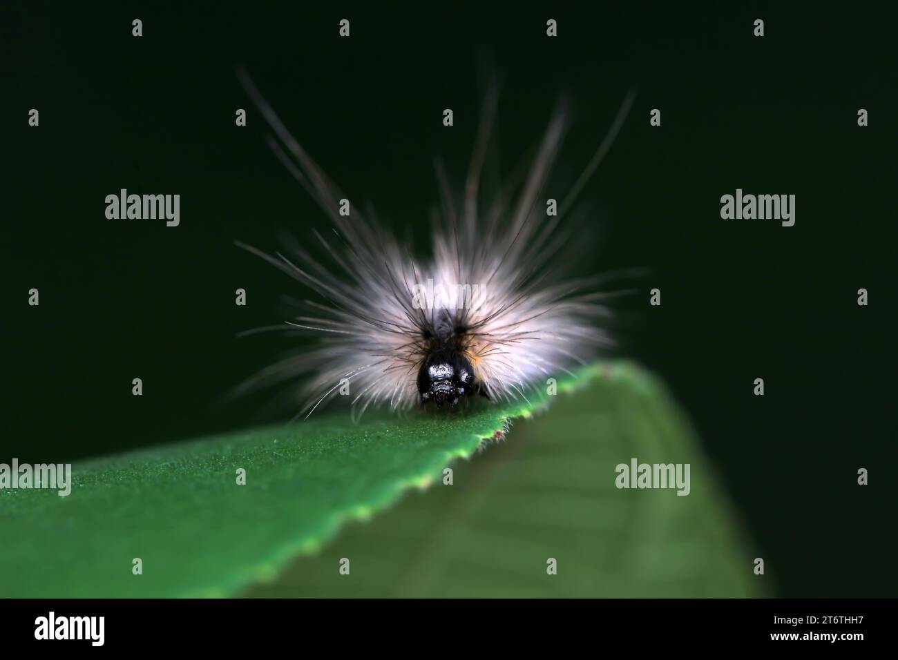 The larvae of moths are covered with bristles and look terrible Stock ...
