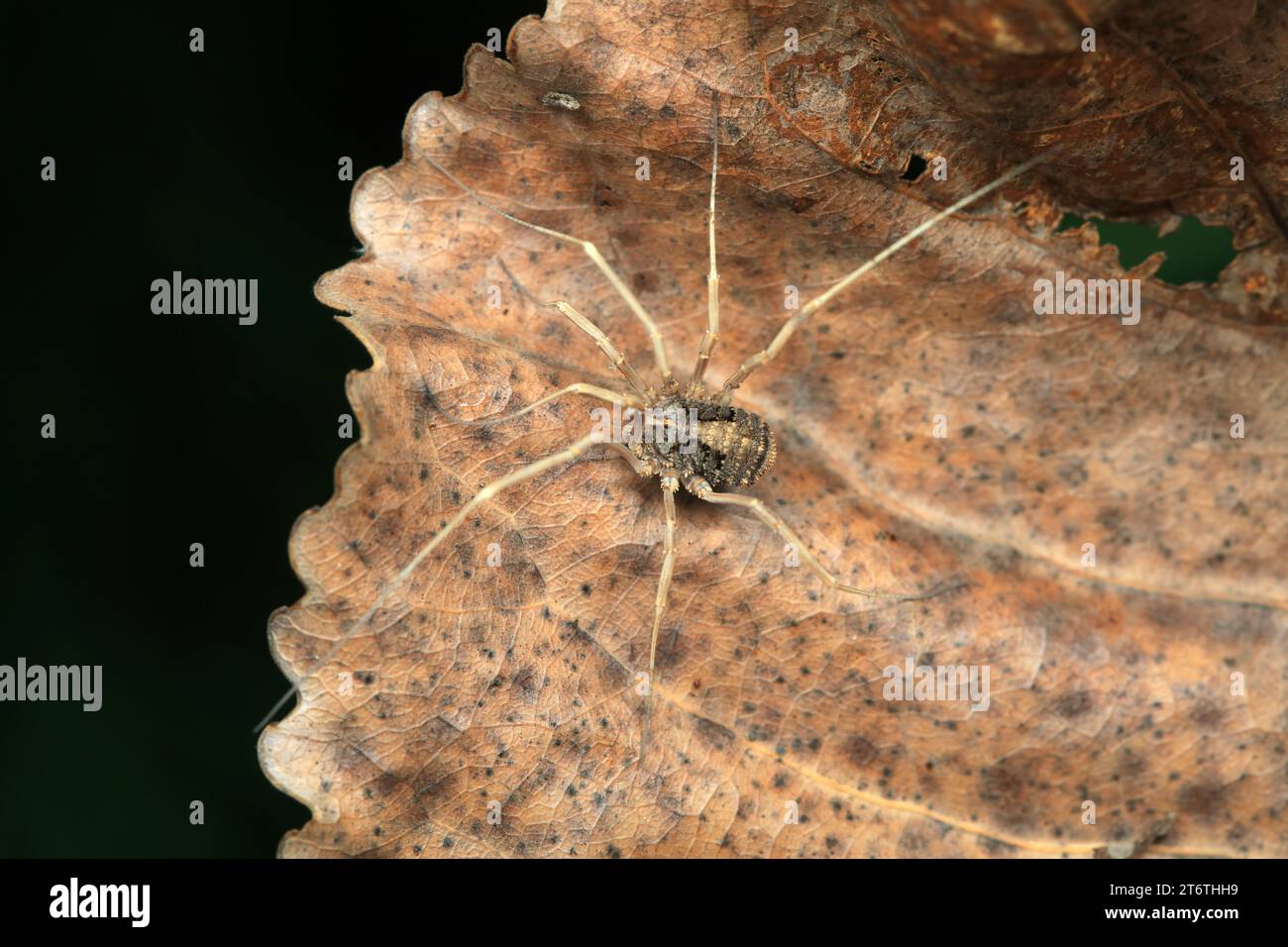 Blind spiders on wild plants, North China Stock Photo - Alamy