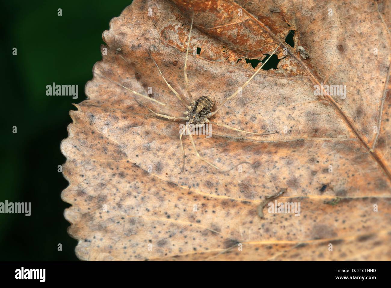 Blind spiders on wild plants, North China Stock Photo - Alamy