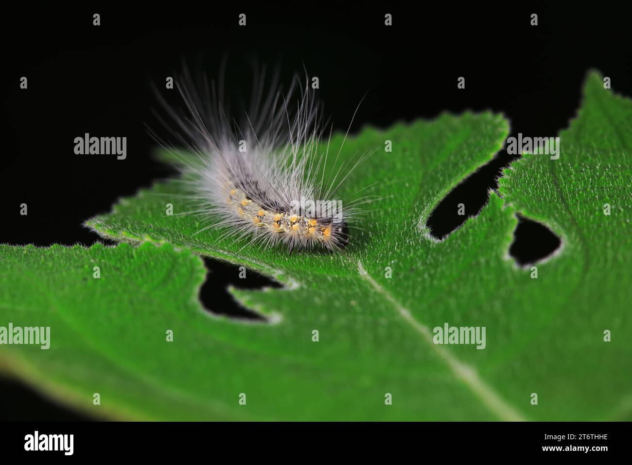 Caterpillars on wild plants, North China Stock Photo - Alamy