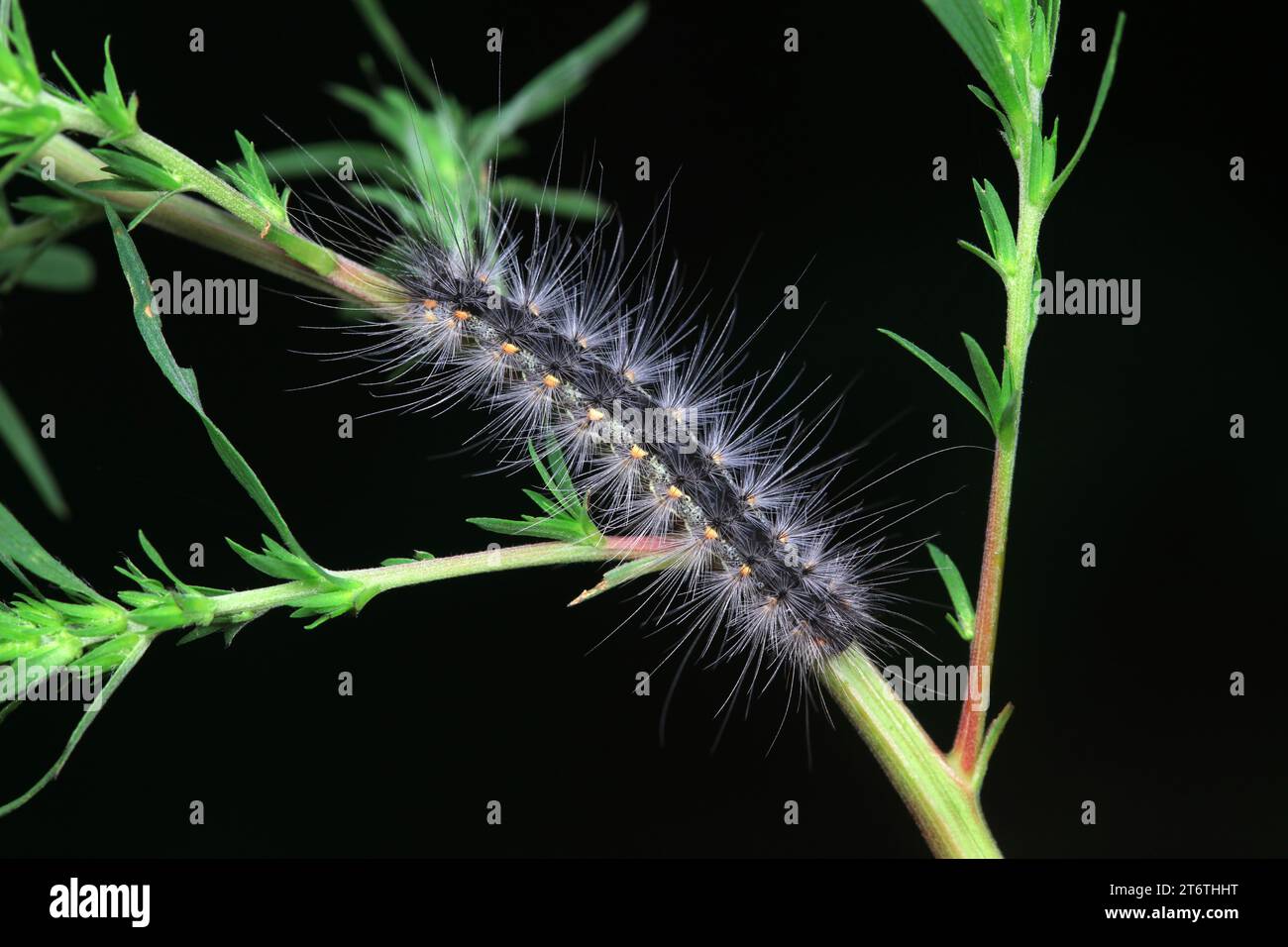 The larvae of moths are covered with bristles and look terrible Stock ...