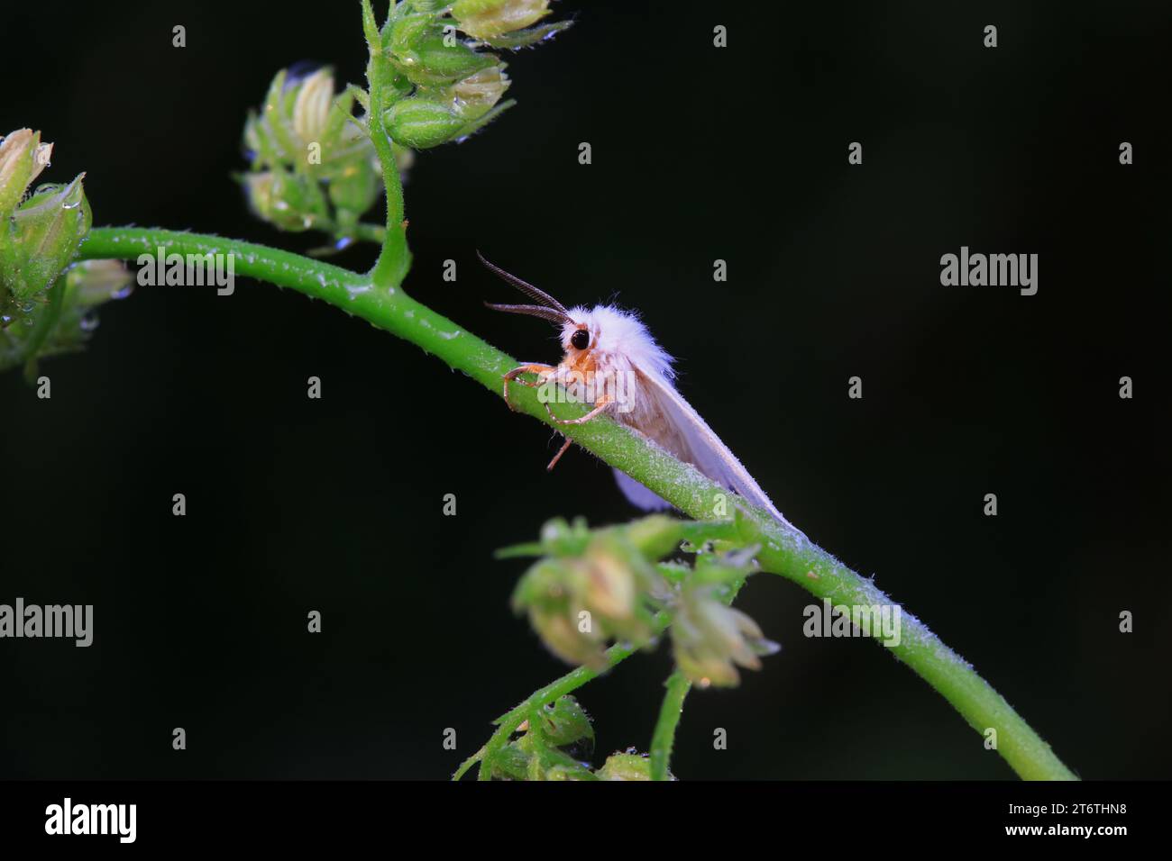 Moths on leaves in nature, North China Plain Stock Photo - Alamy