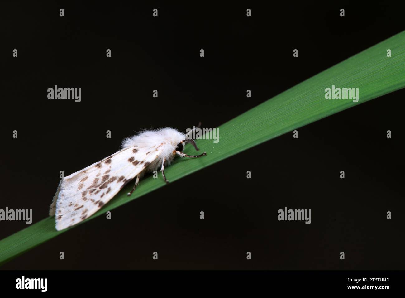 Moths on leaves in nature, North China Plain Stock Photo - Alamy