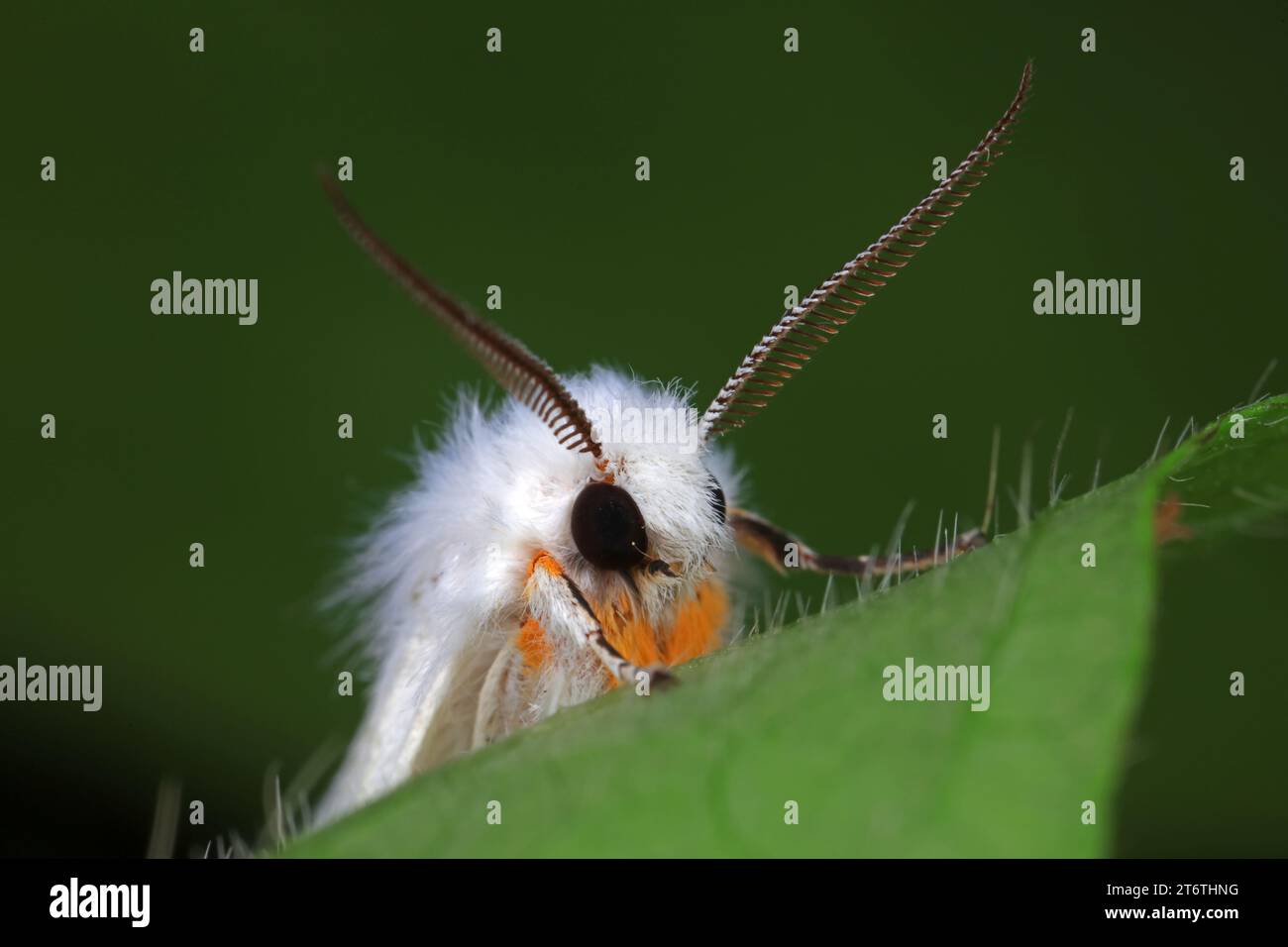 Moths on leaves in nature, North China Plain Stock Photo - Alamy