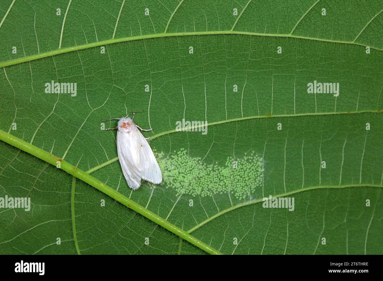 American white moth lays eggs on leaves in nature, North China Plain ...