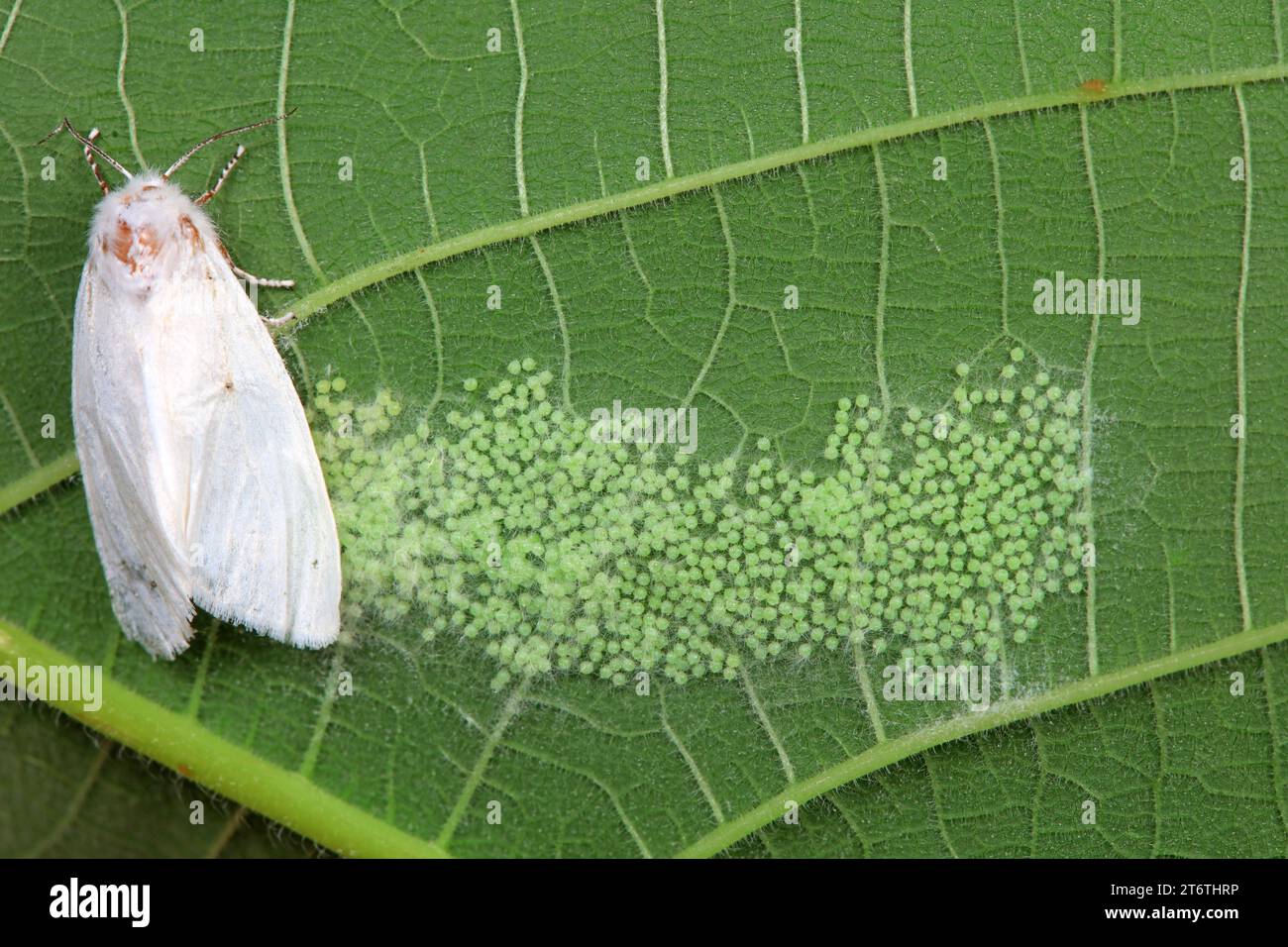 American white moth lays eggs on leaves in nature, North China Plain ...
