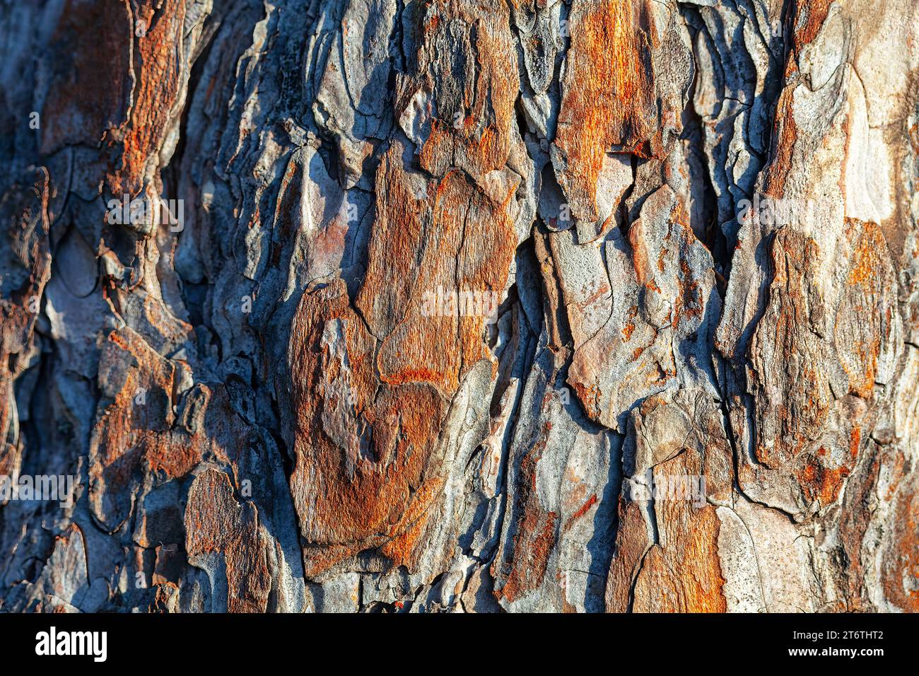 Rough texture of the tree bark is revealed in closeup. Natural mosaic ...