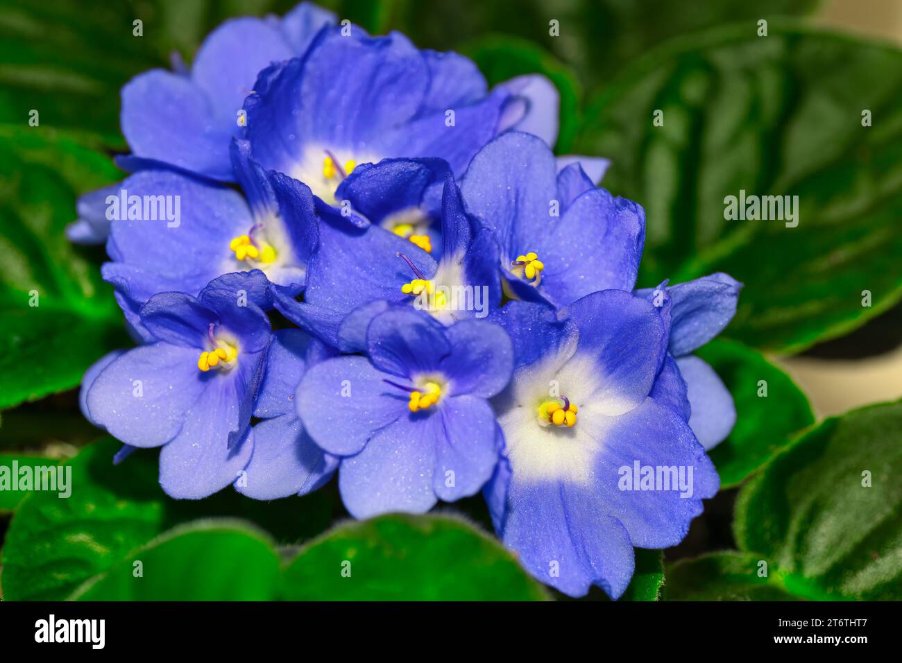 Background of African Violet flowers with a lush and vibrant leaves ...