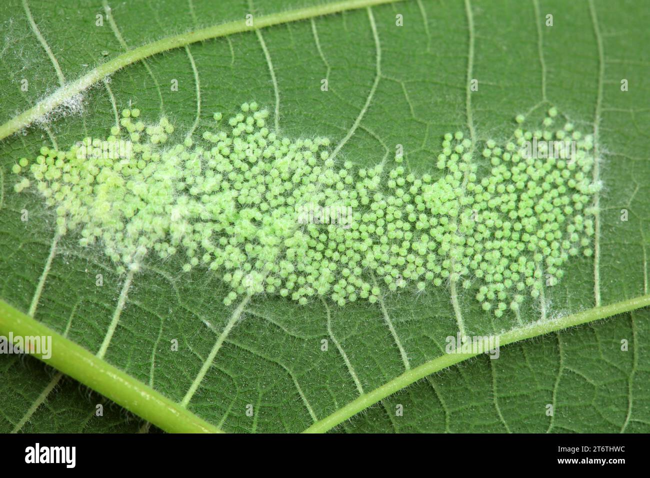 American white moth lays eggs on leaves in nature, North China Plain ...