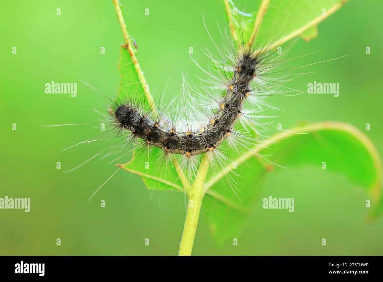 The larvae of moths are covered with bristles and look terrible Stock ...