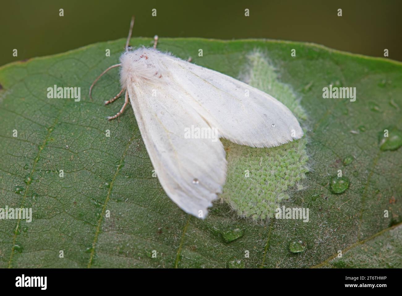 American white moth lays eggs on leaves in nature, North China Plain ...