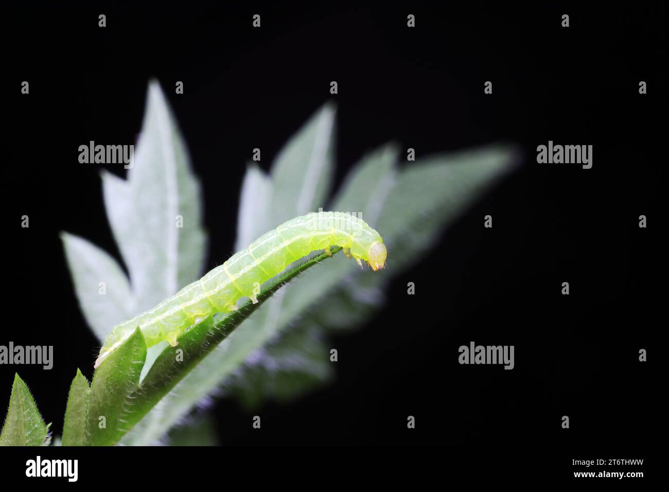 Bridge worm hi-res stock photography and images - Alamy