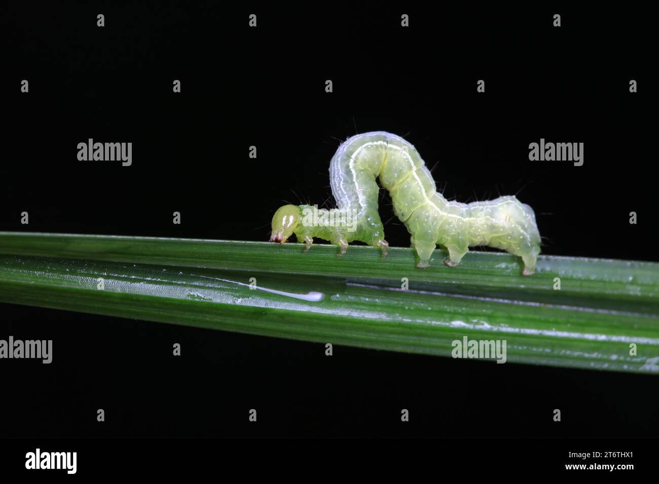 Bridge worm hi-res stock photography and images - Alamy