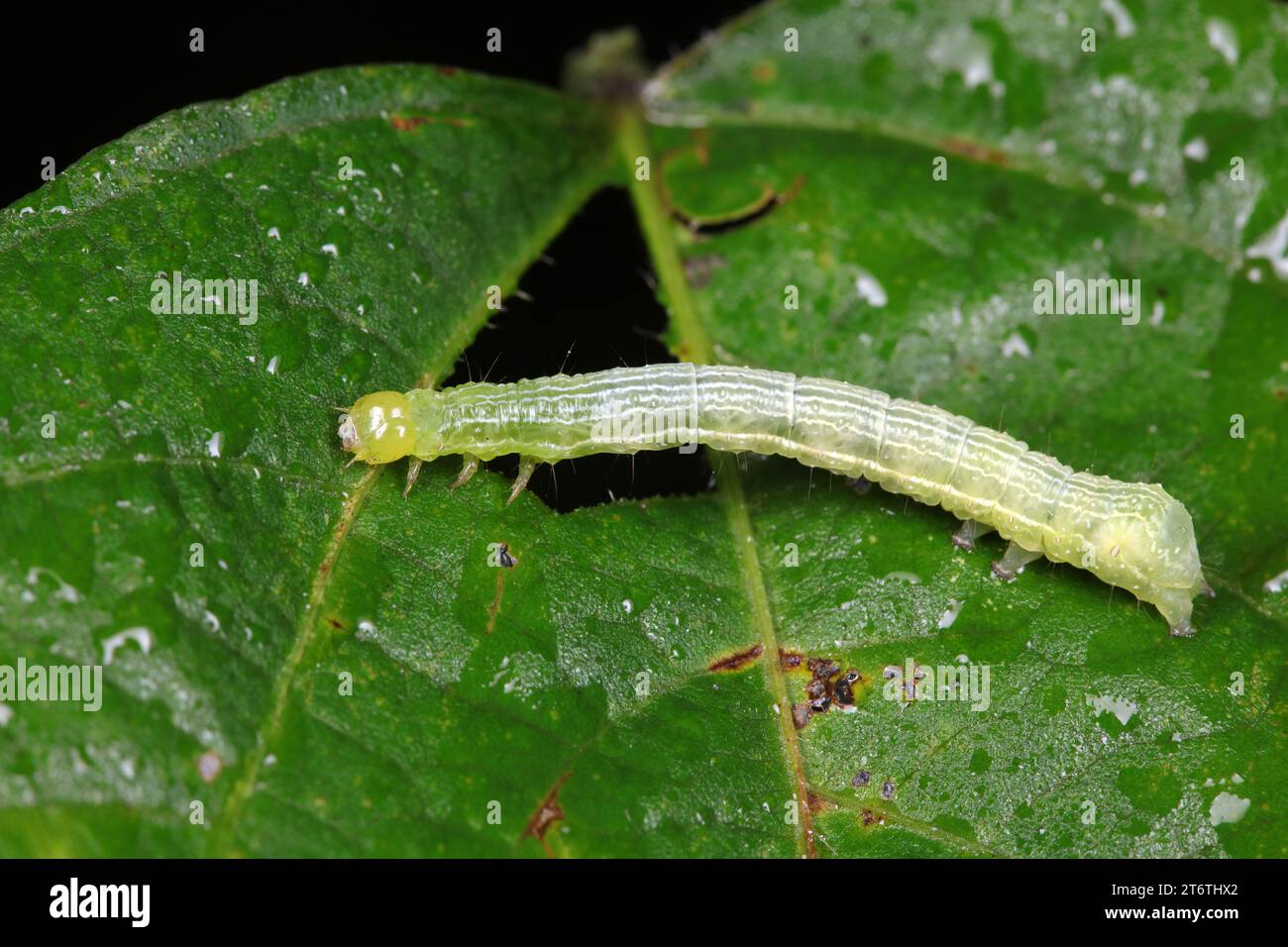 Bridge worm hi-res stock photography and images - Alamy