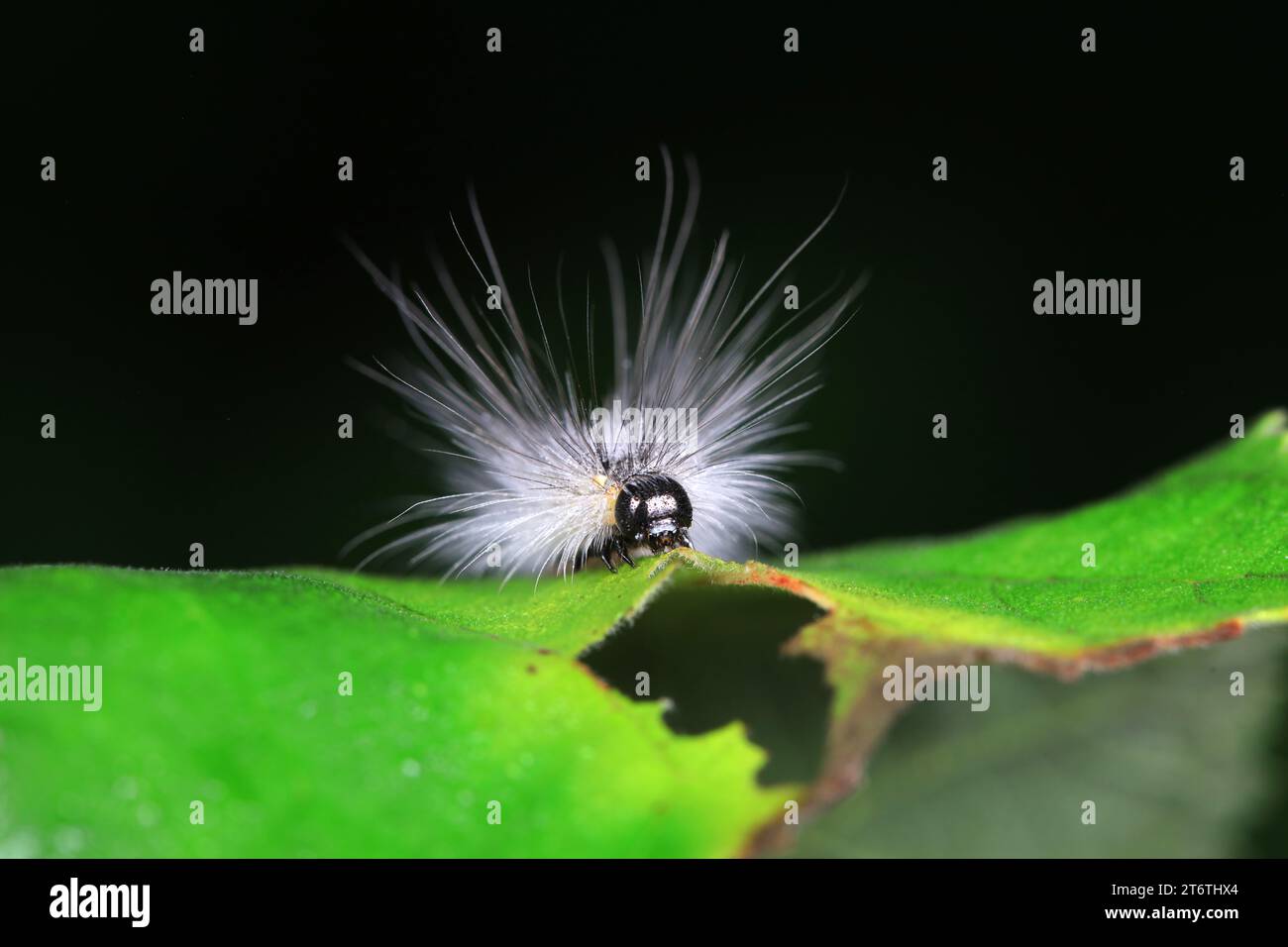 The larvae of moths are covered with bristles and look terrible Stock ...