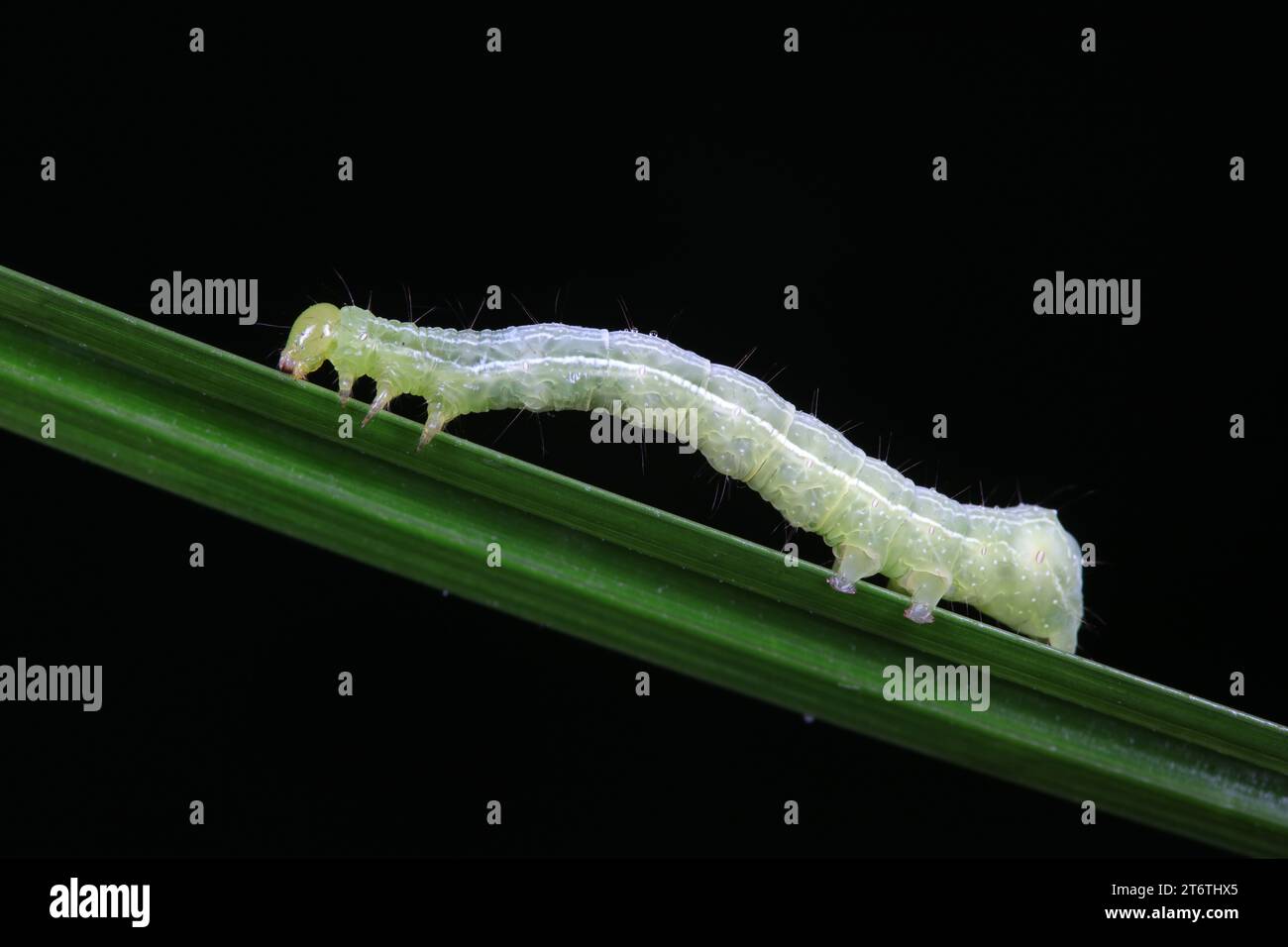 Bridge worm hi-res stock photography and images - Alamy
