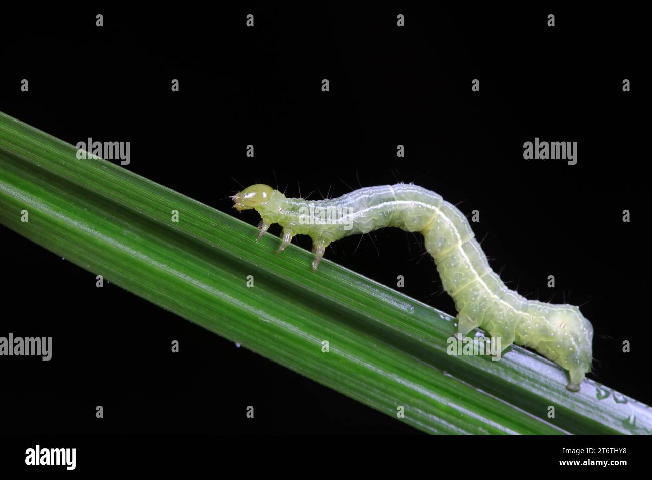 Small cotton bridge worm inhabits plants, North China Stock Photo - Alamy