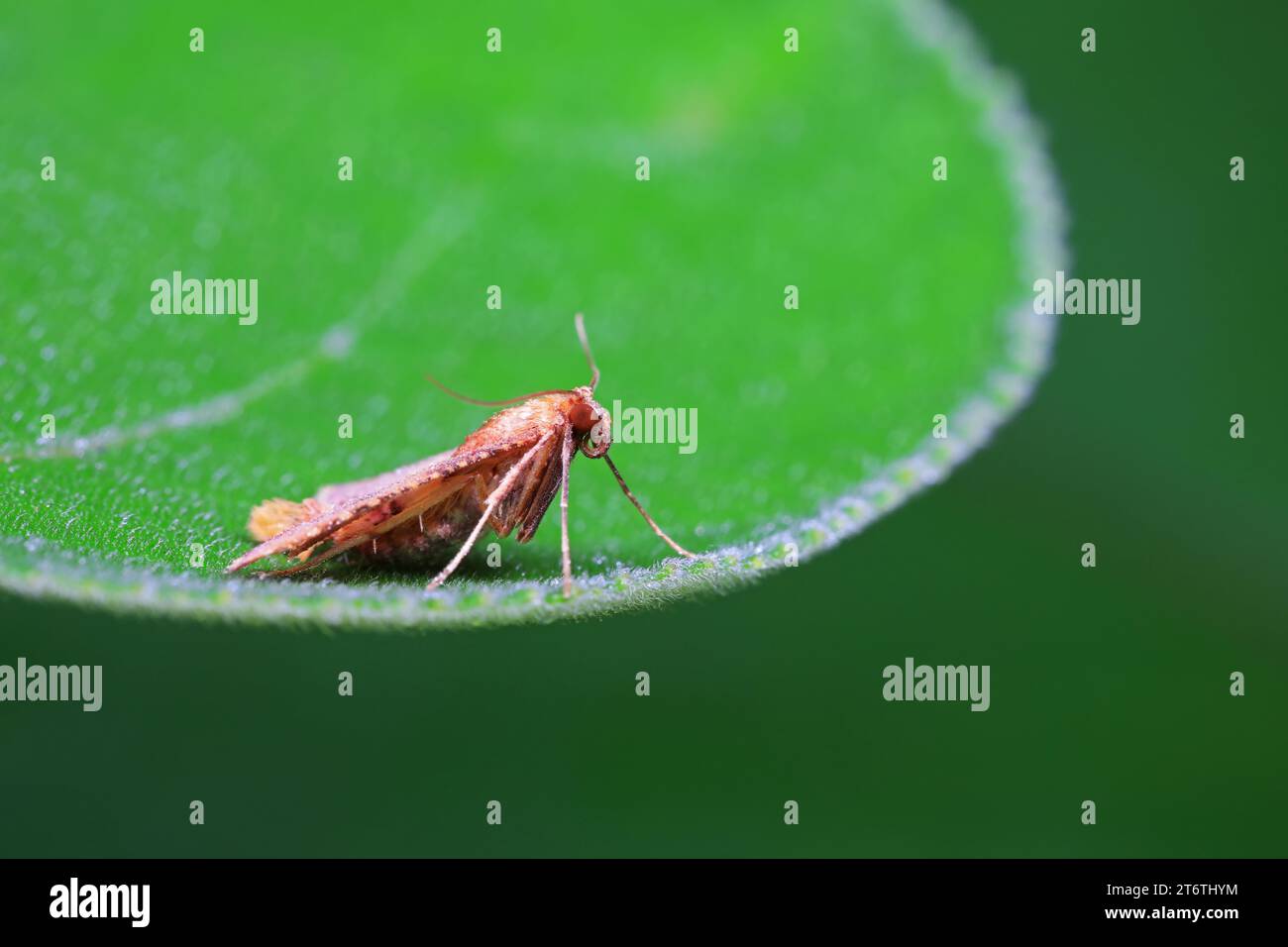 Moths inhabit plants in a natural state, North China Plain Stock Photo ...