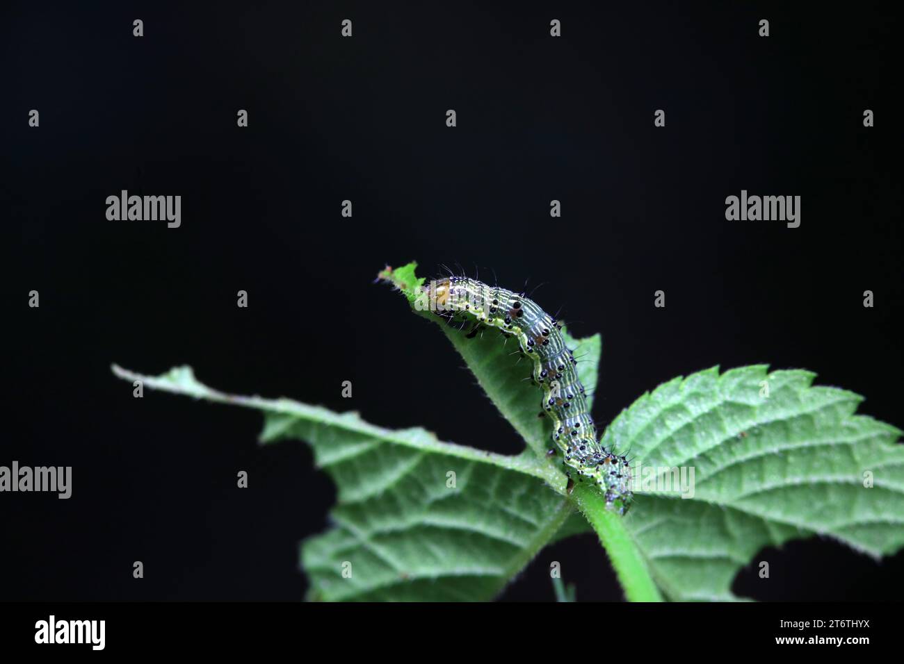 Cotton bollworm hi-res stock photography and images - Alamy