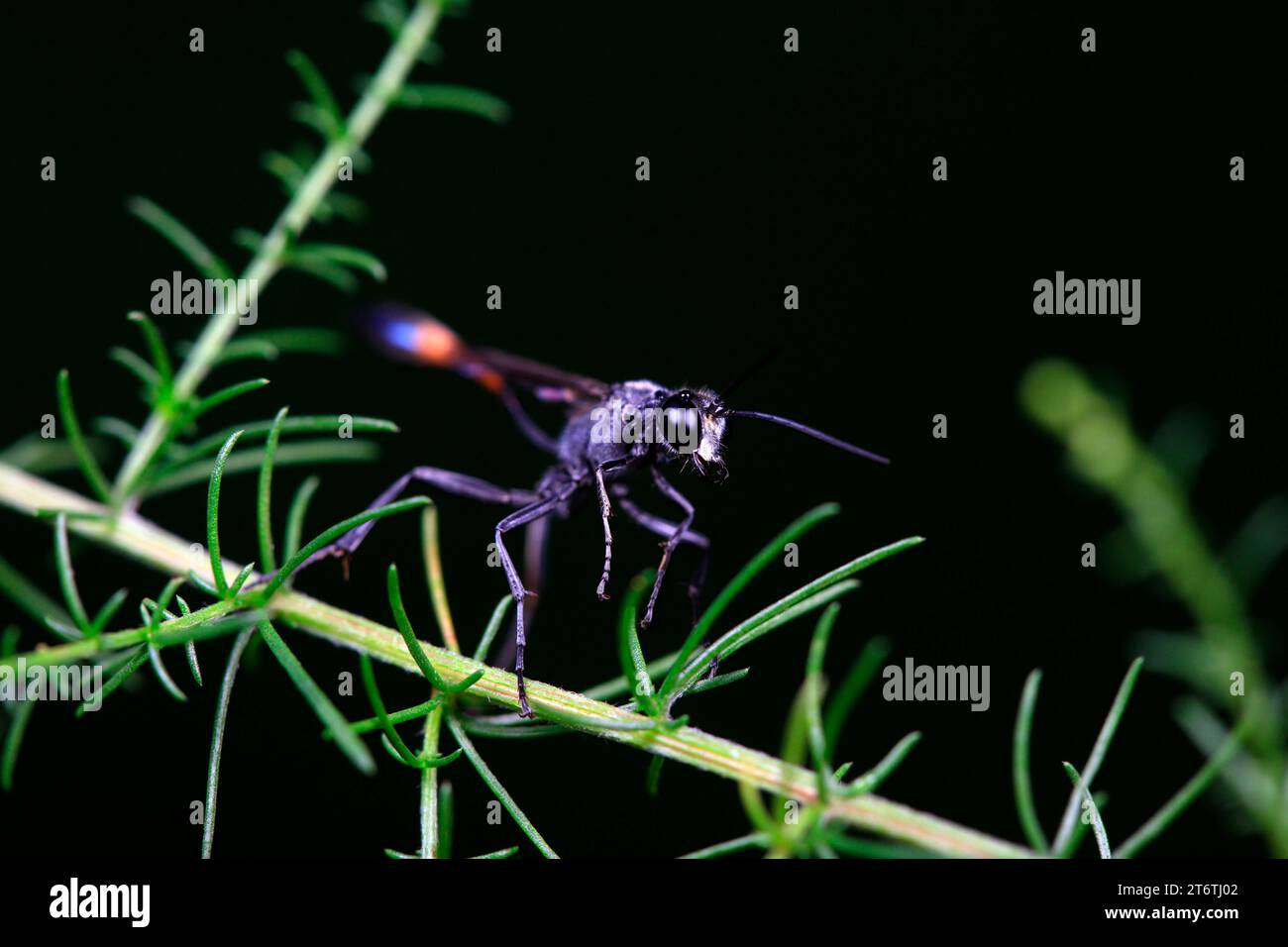 Mud bees hi-res stock photography and images - Alamy