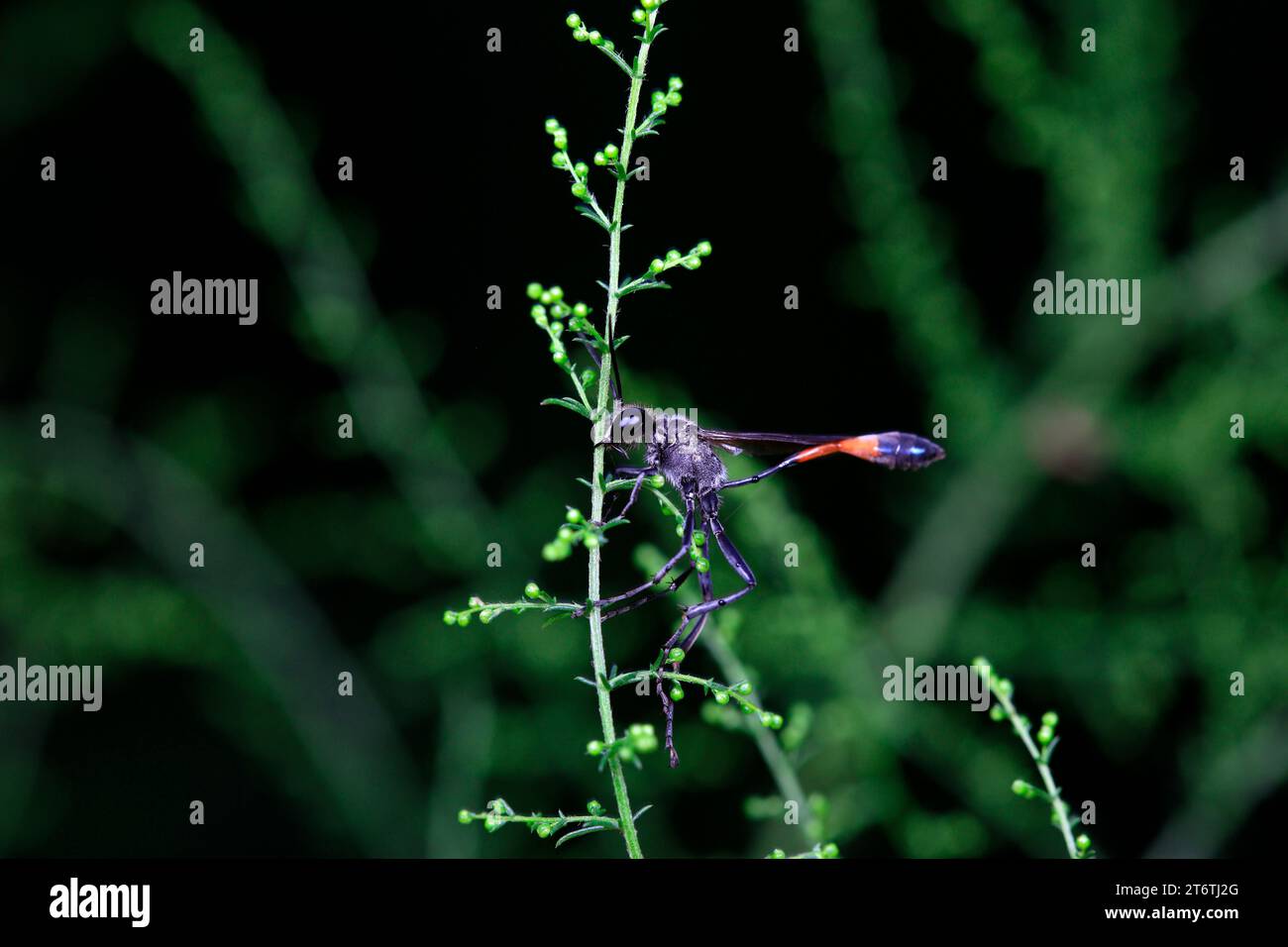 Mud bees hi-res stock photography and images - Alamy