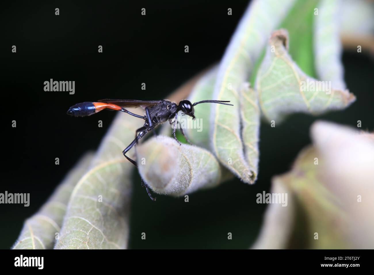 Bee insects on wild plants, North China Stock Photo - Alamy