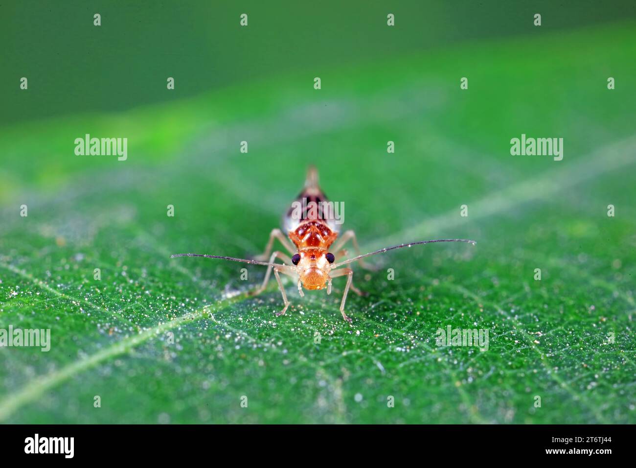 psocoptera crawl on green plants Stock Photo - Alamy