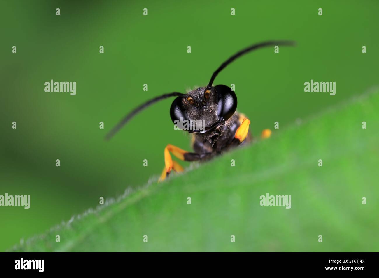 mud dauber live on green leaves Stock Photo - Alamy