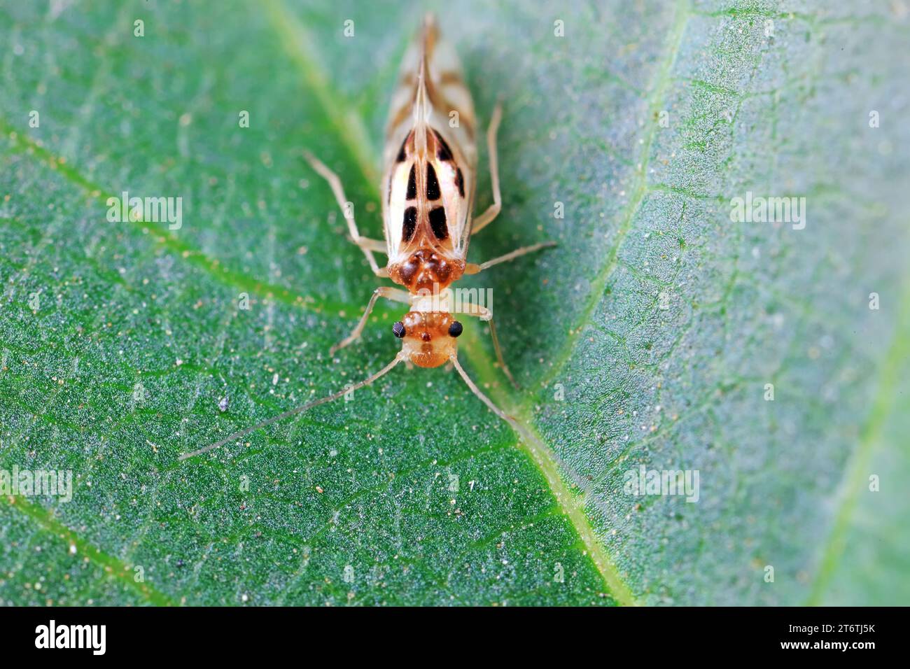 psocoptera crawl on green plants Stock Photo - Alamy