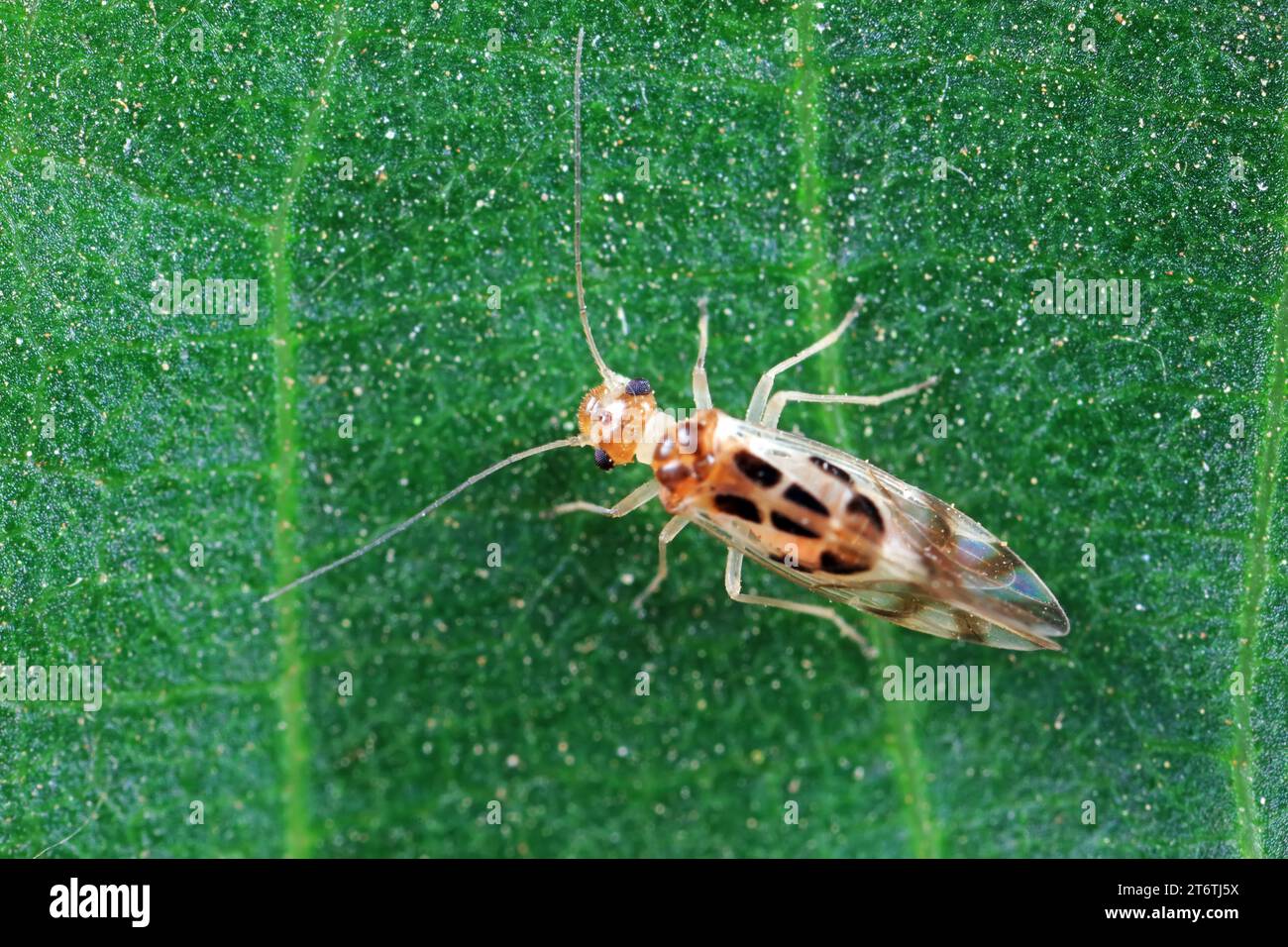 Psocoptera hi-res stock photography and images - Alamy