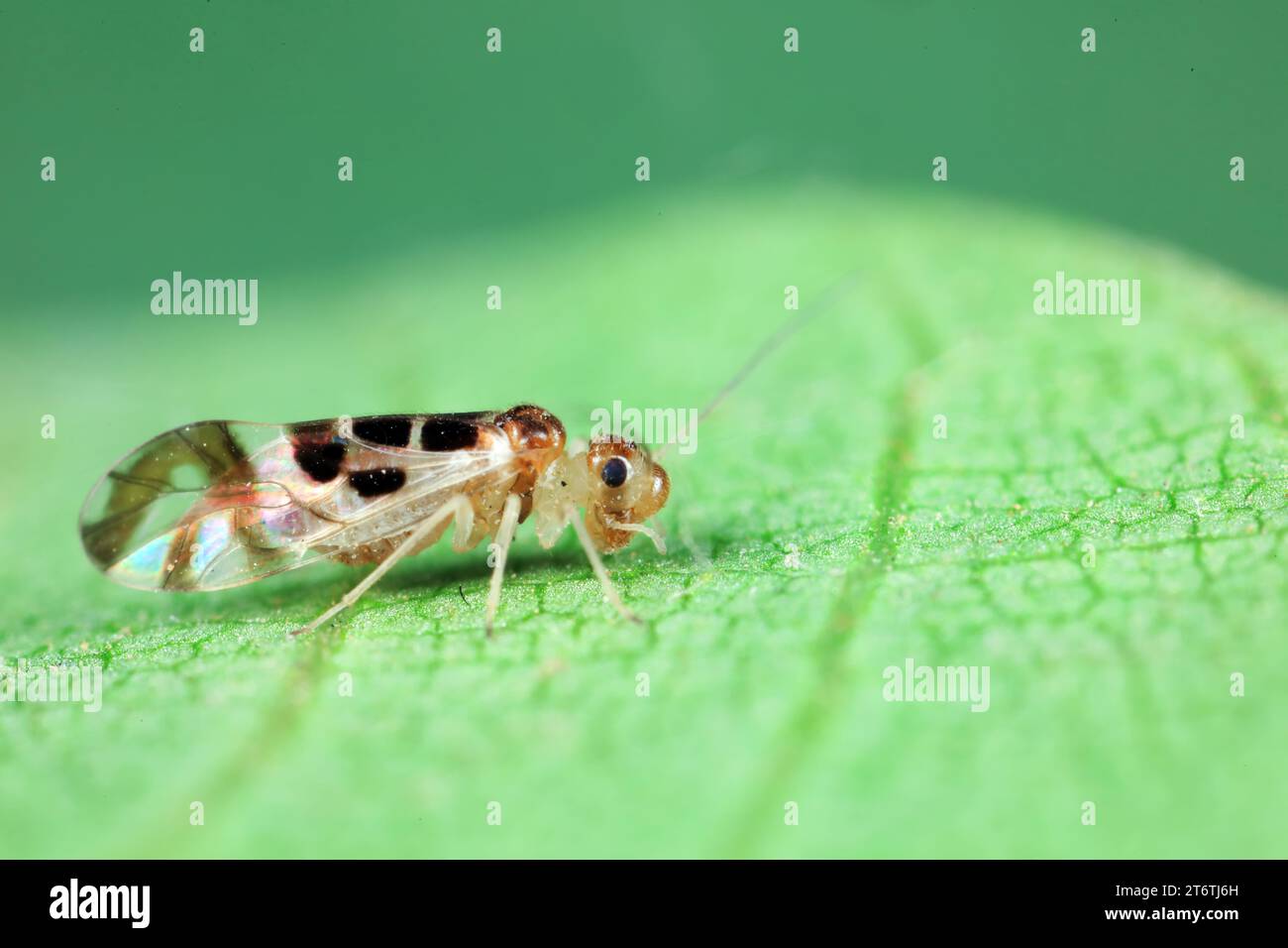 psocoptera crawl on green plants Stock Photo - Alamy