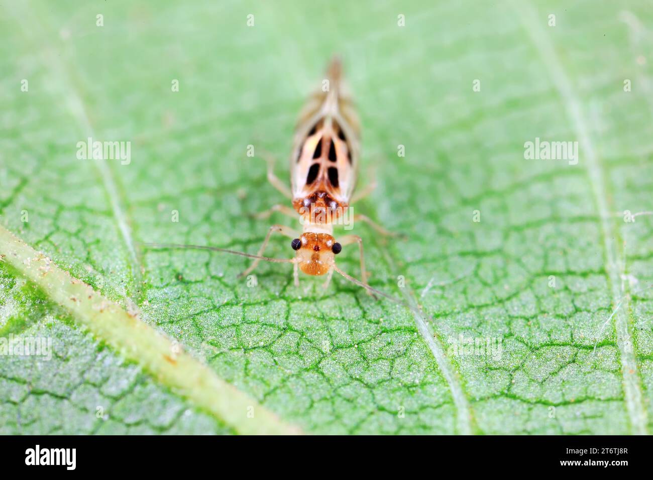 Psocoptera hi-res stock photography and images - Alamy
