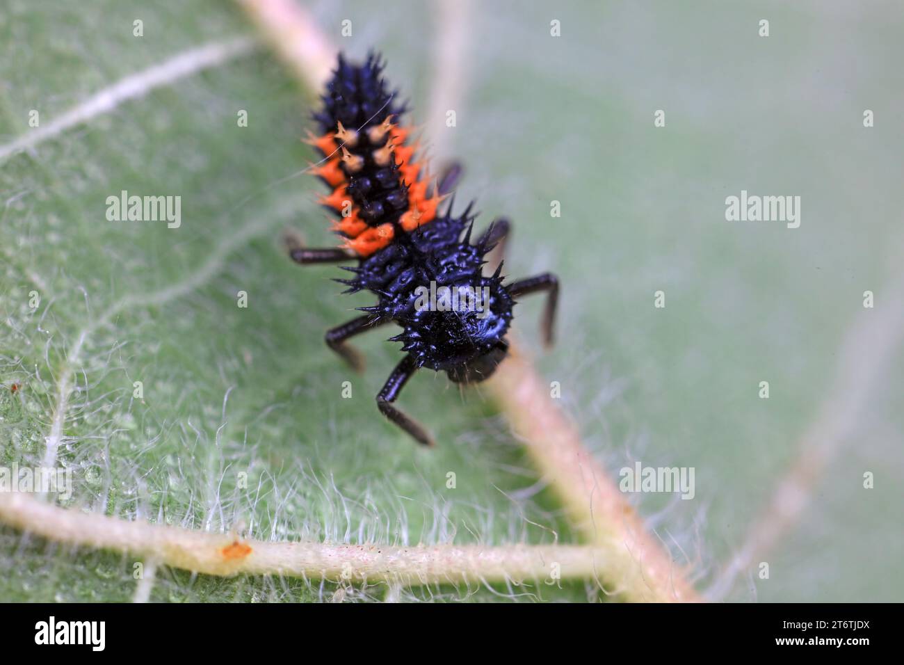 Ladybug larvae live on weeds Stock Photo - Alamy
